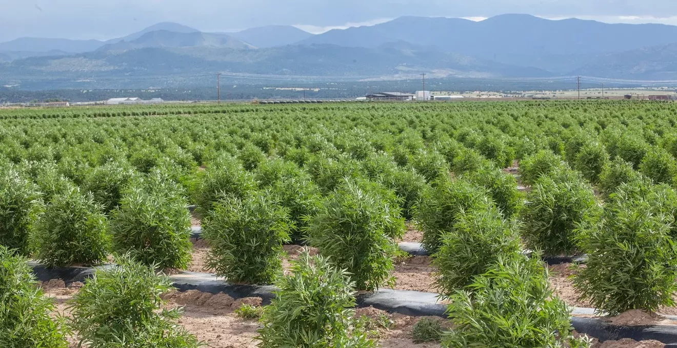 Colorado Hemp Industry's Testing Challenges Continue | Westword
