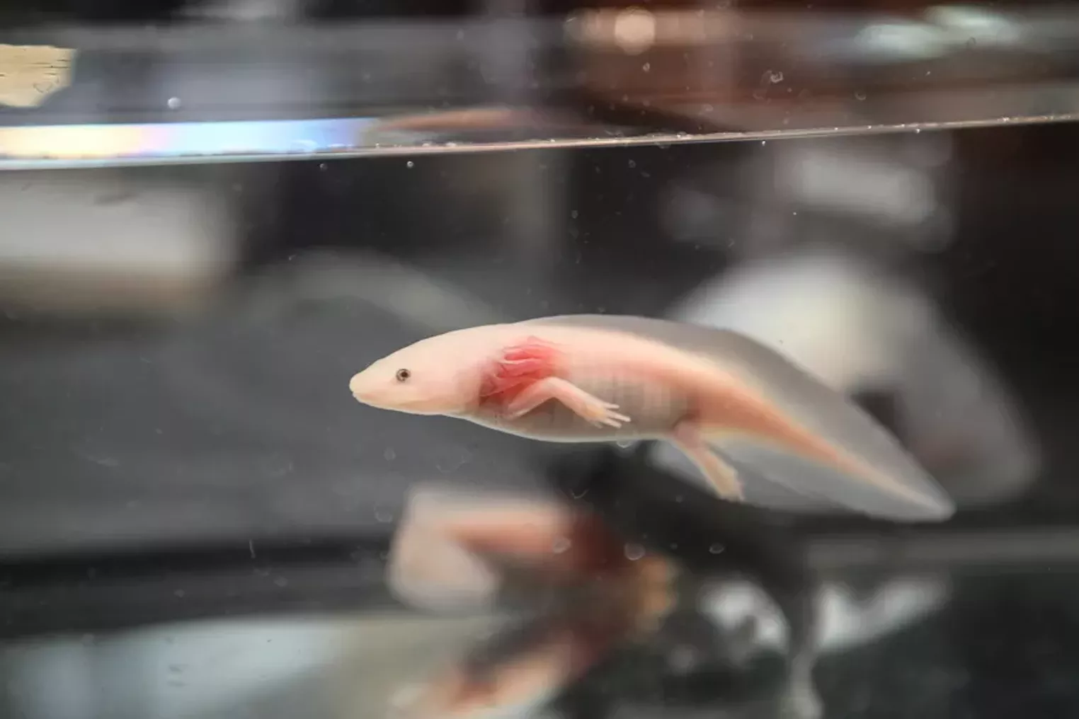 Denver Repticon 2014 | Denver | Denver Westword | The Leading ...