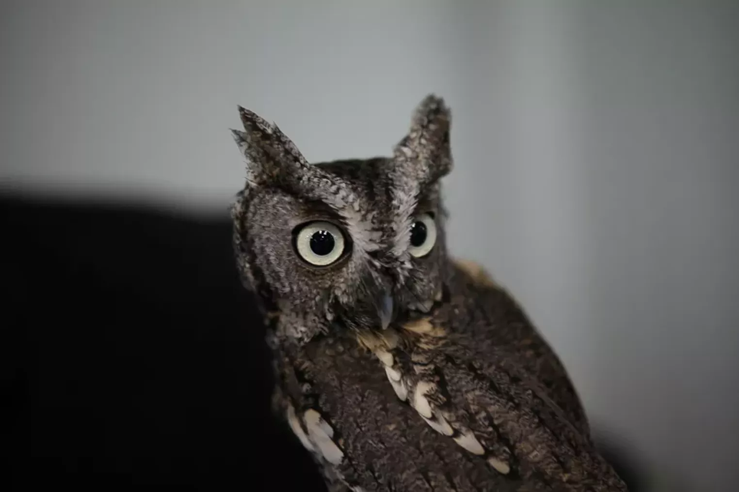 Denver Repticon 2014 | Denver | Denver Westword | The Leading ...