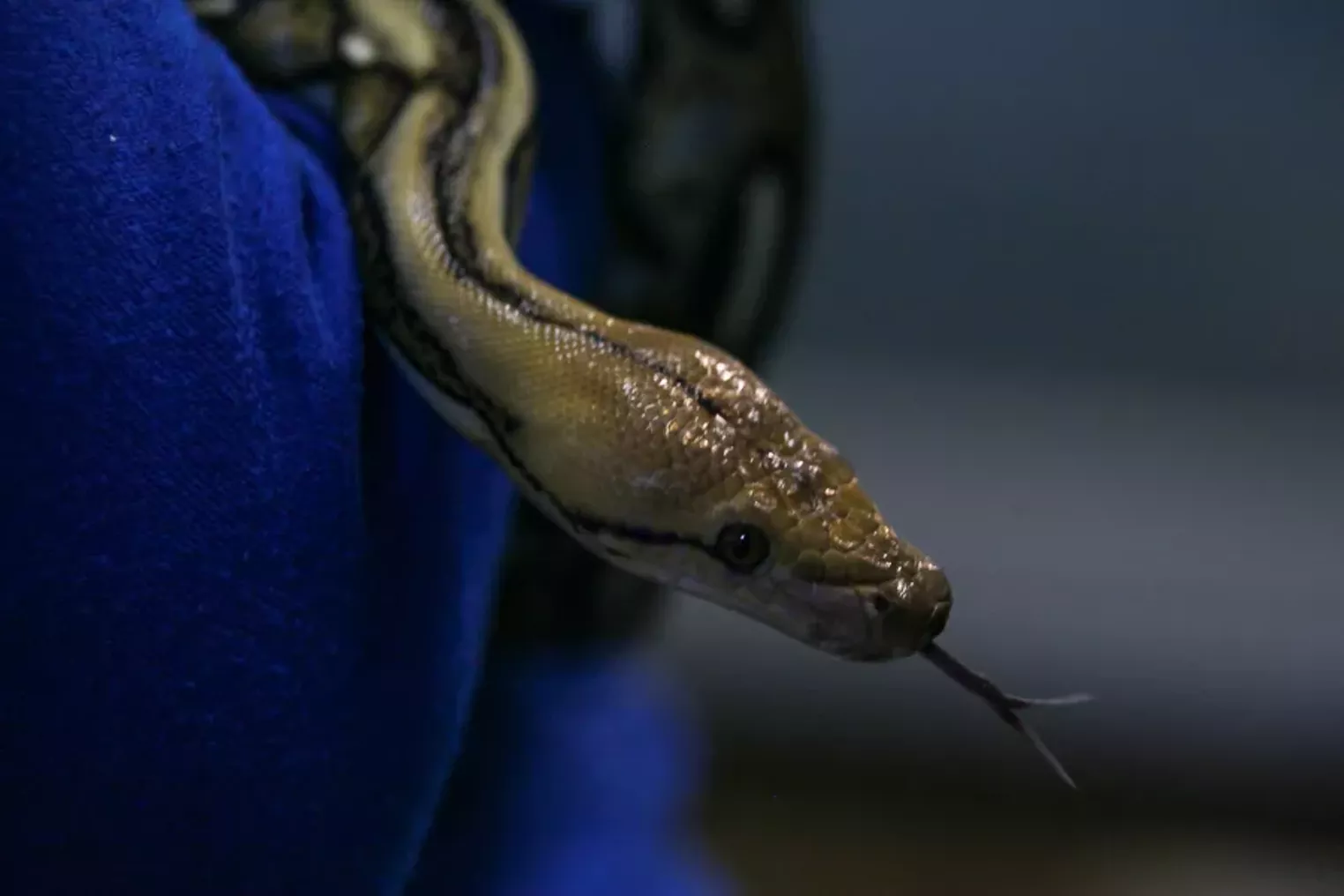 Denver Repticon 2014 | Denver | Denver Westword | The Leading ...