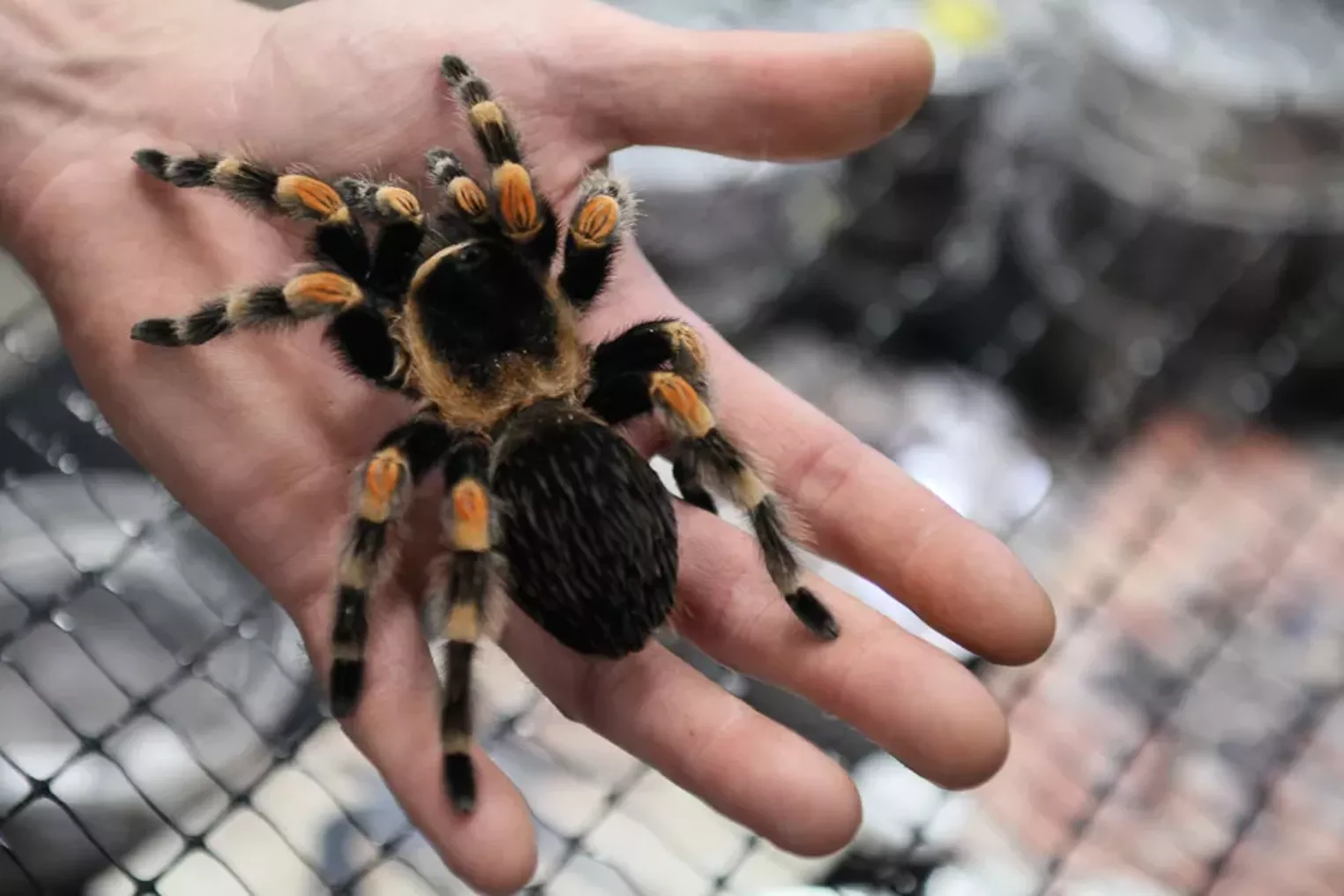 Denver Repticon 2014 | Denver | Denver Westword | The Leading ...