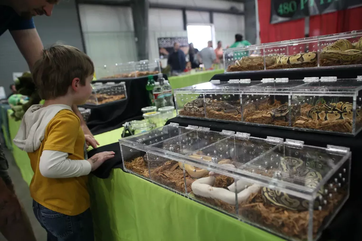 Denver Repticon 2014 | Denver | Denver Westword | The Leading ...