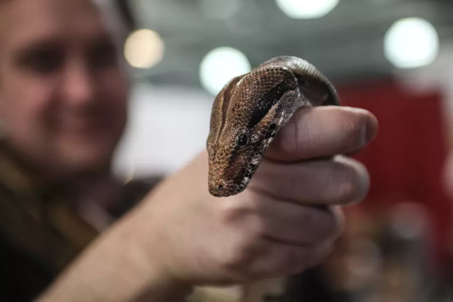Denver Repticon 2014 | Denver | Denver Westword | The Leading ...