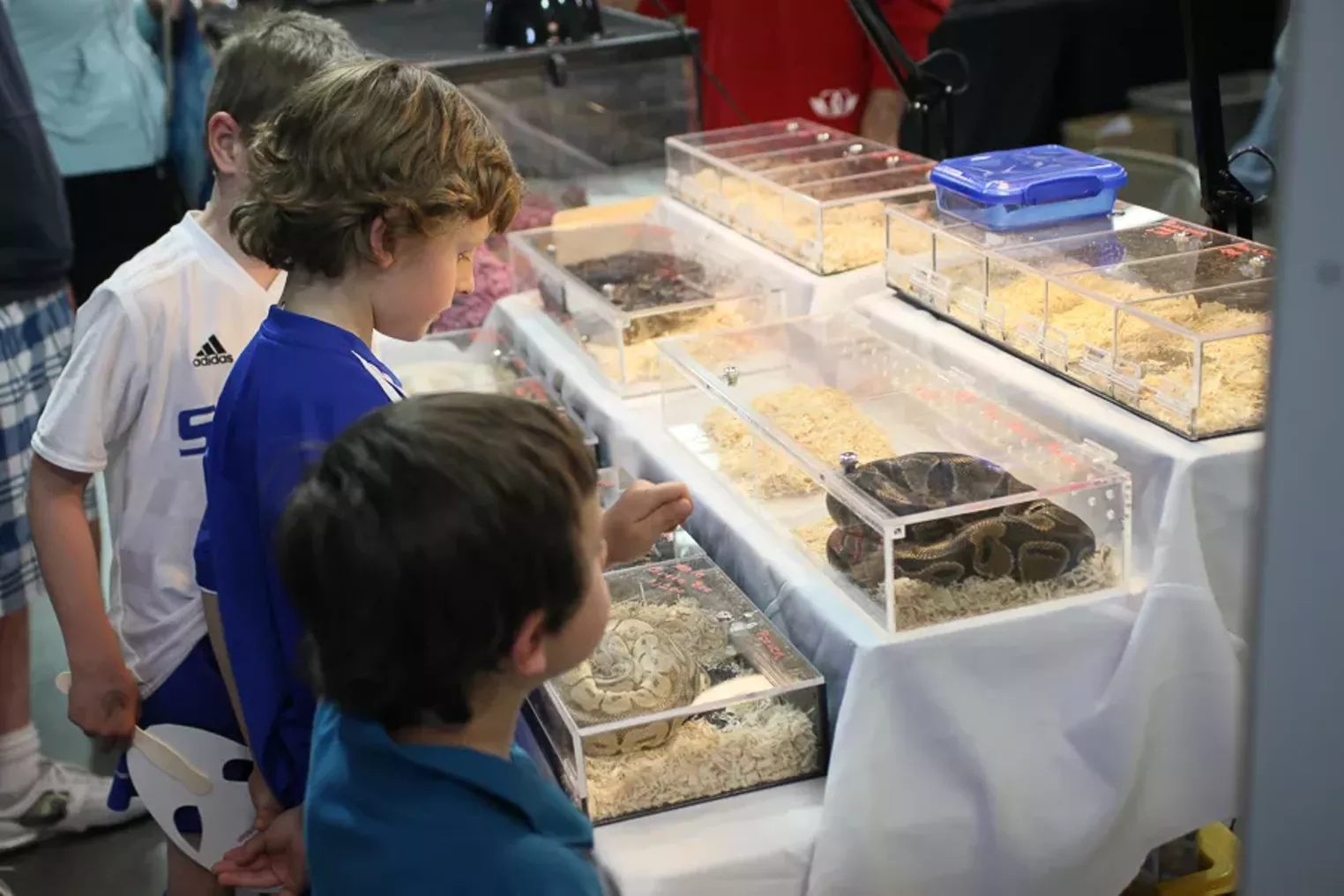 Denver Repticon 2014 | Denver | Denver Westword | The Leading ...