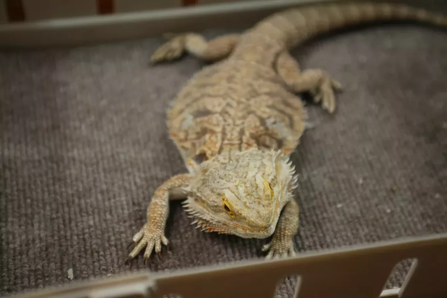 Denver Repticon 2014 | Denver | Denver Westword | The Leading ...