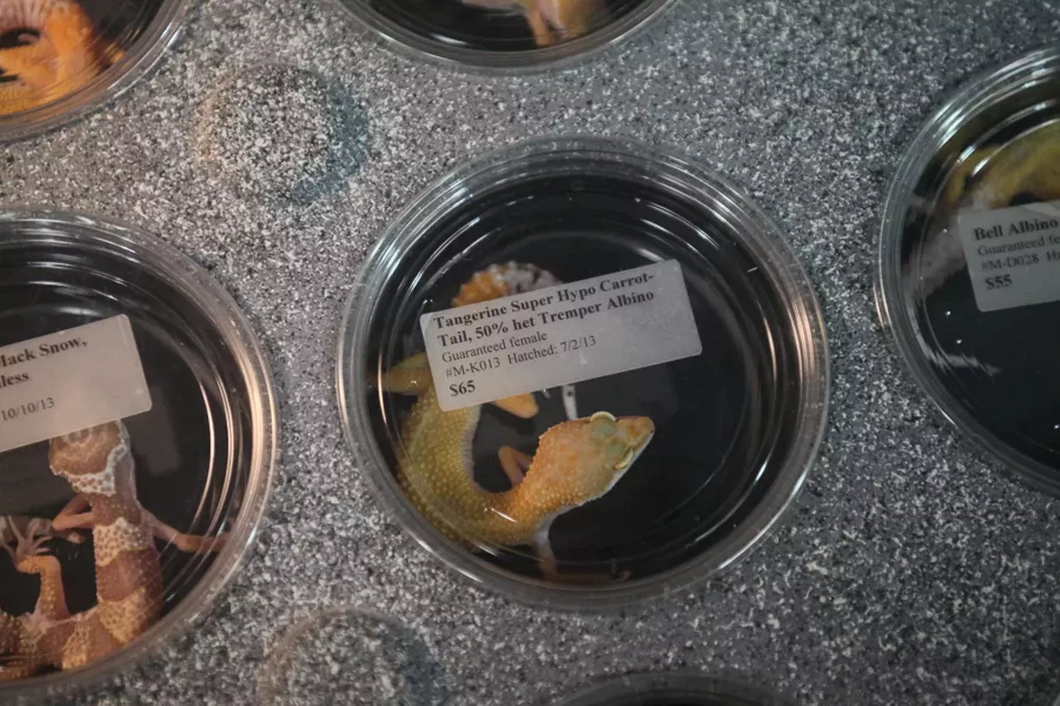 Denver Repticon 2014 | Denver | Denver Westword | The Leading ...