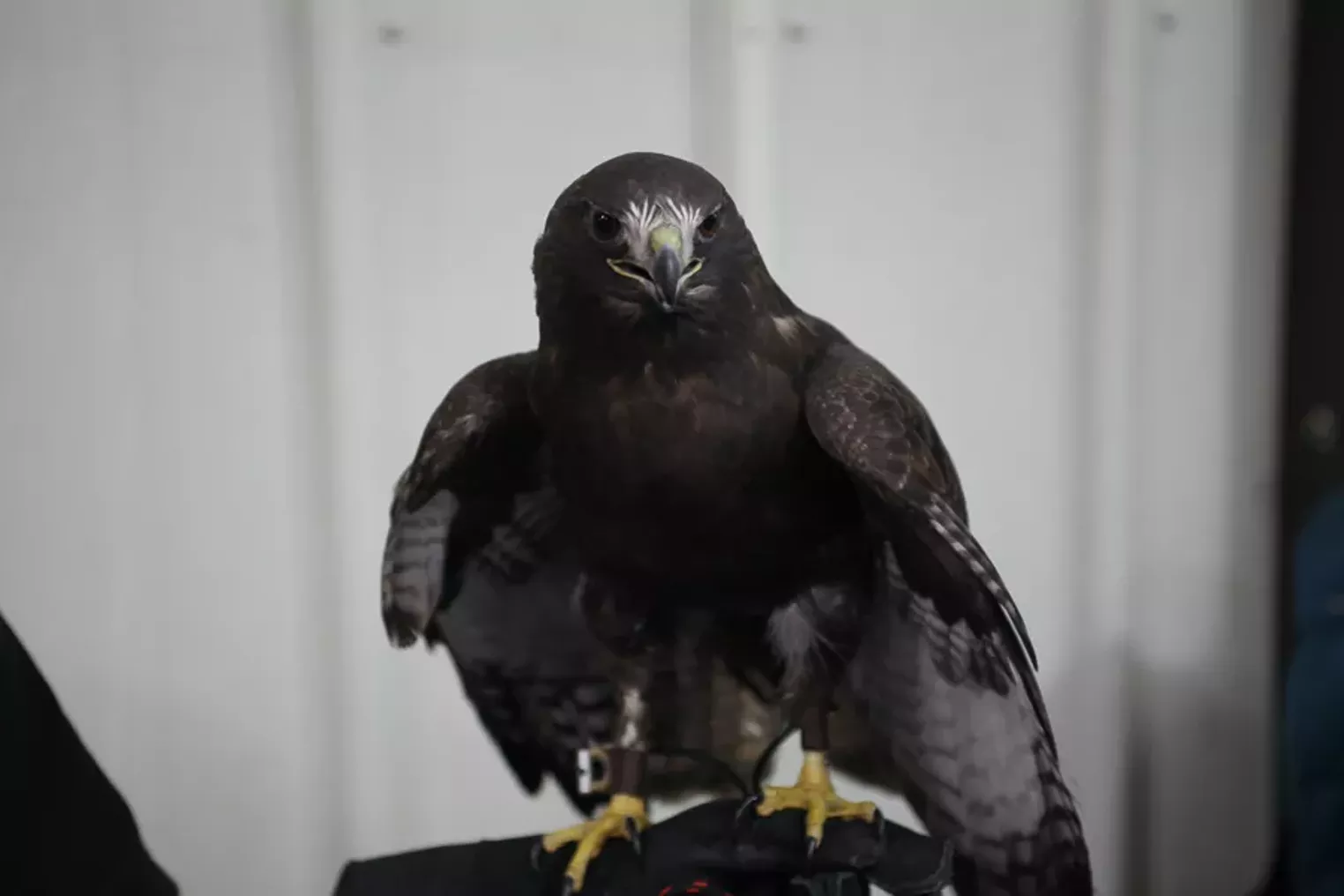 Denver Repticon 2014 | Denver | Denver Westword | The Leading ...