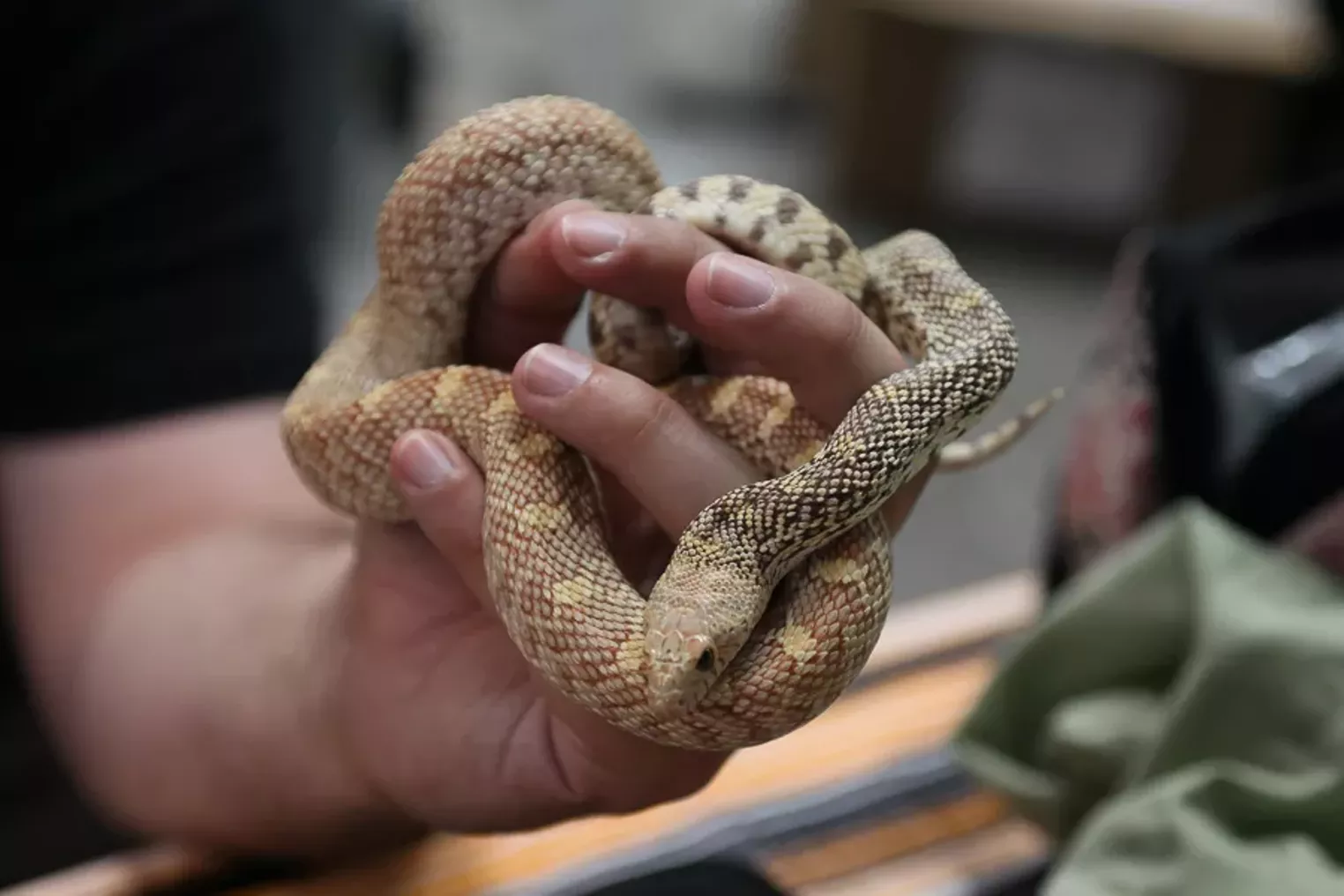 Denver Repticon 2014 | Denver | Denver Westword | The Leading ...