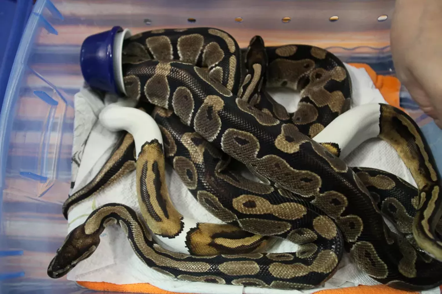 Denver Repticon 2014 | Denver | Denver Westword | The Leading ...