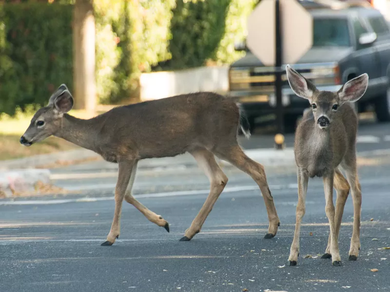 Rules in Colorado For Taking Home Roadkill Meat | Westword