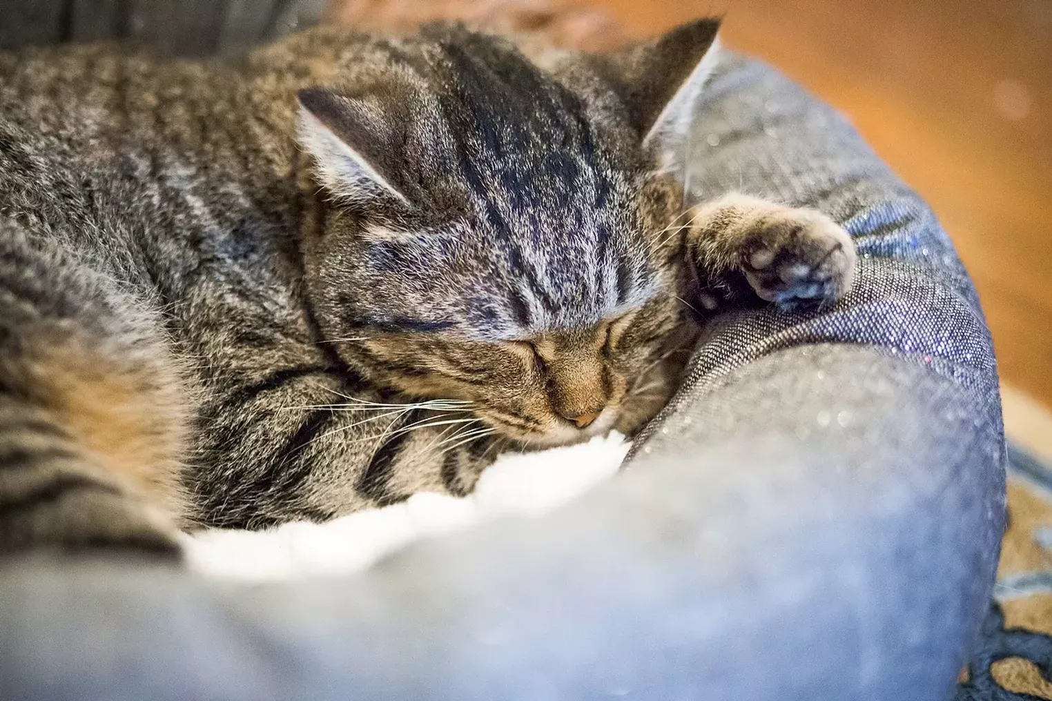 Meet the Felines of Colorado's First Cat Cafe | Denver | Denver ...