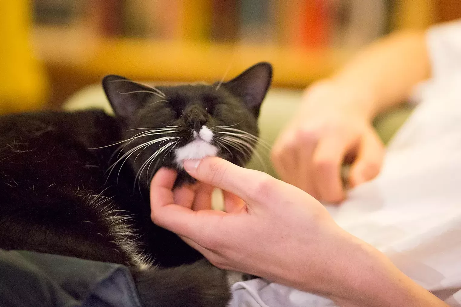 Meet the Felines of Colorado's First Cat Cafe | Denver | Denver ...