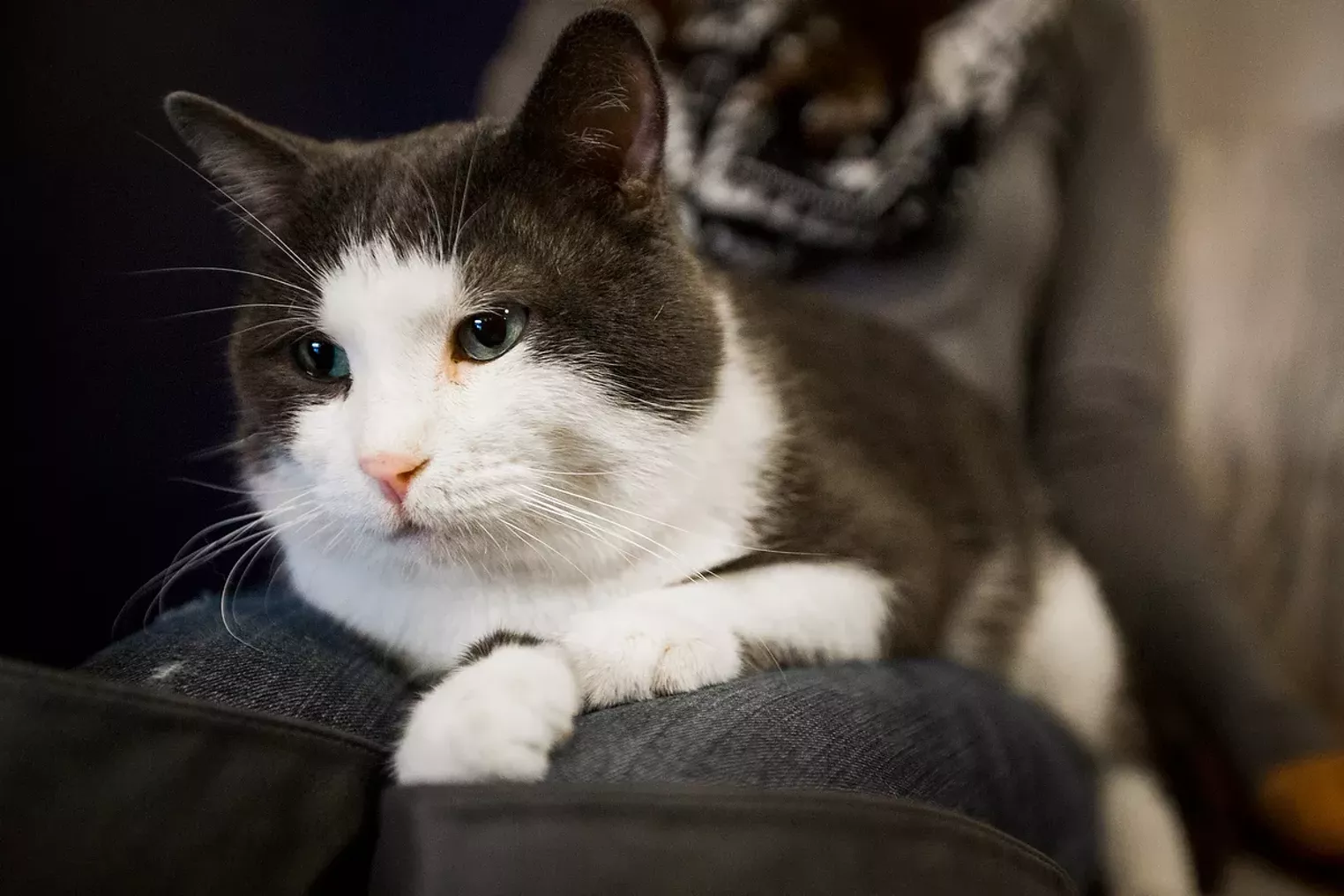 Meet the Felines of Colorado's First Cat Cafe | Denver | Denver ...