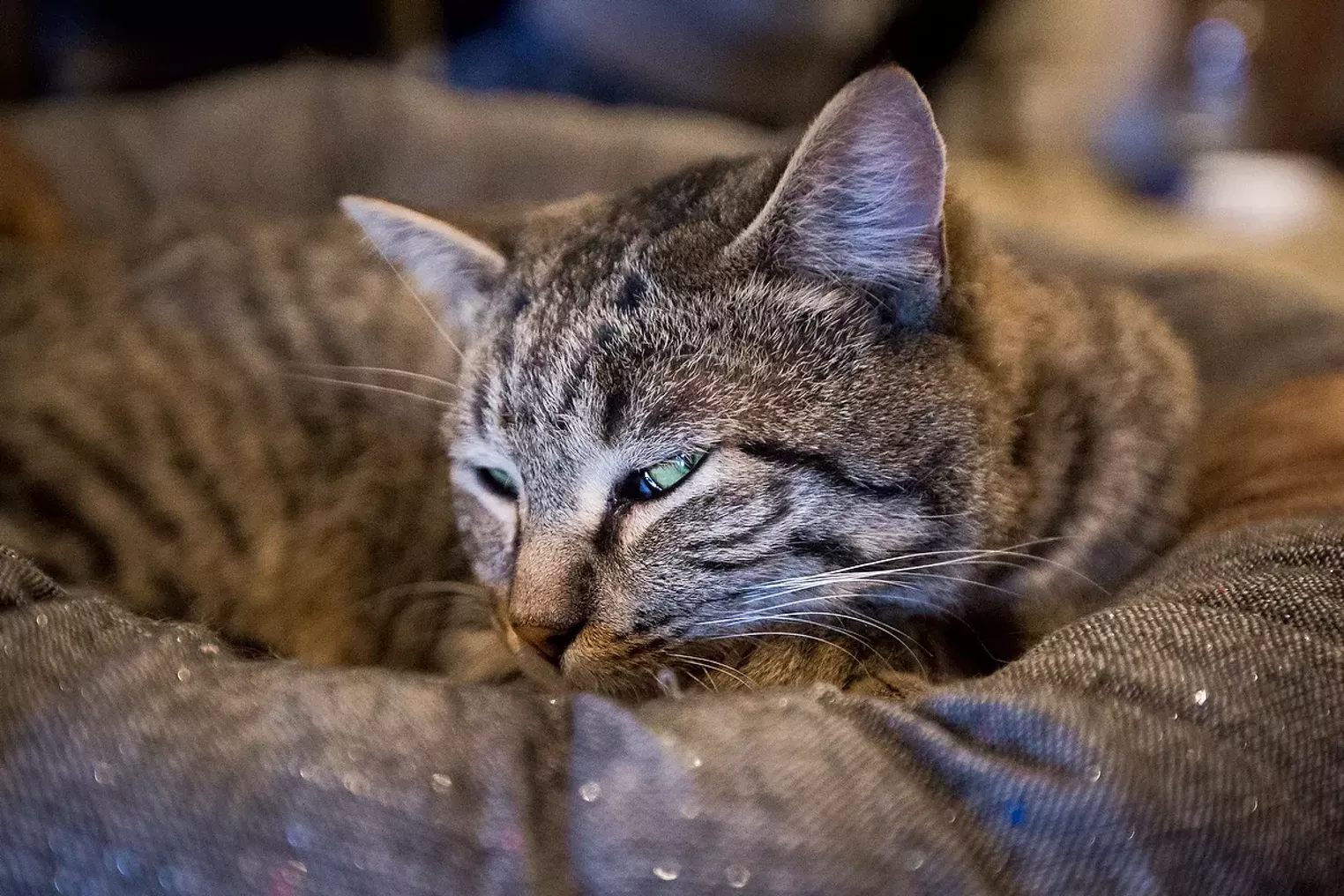 Meet the Felines of Colorado's First Cat Cafe | Denver | Denver ...