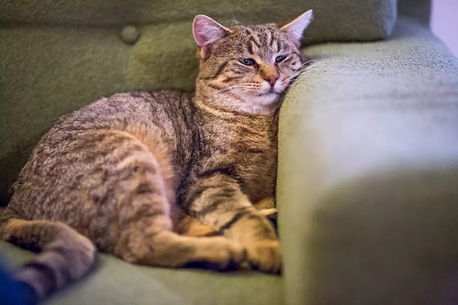 Meet the Felines of Colorado's First Cat Cafe | Denver | Denver ...