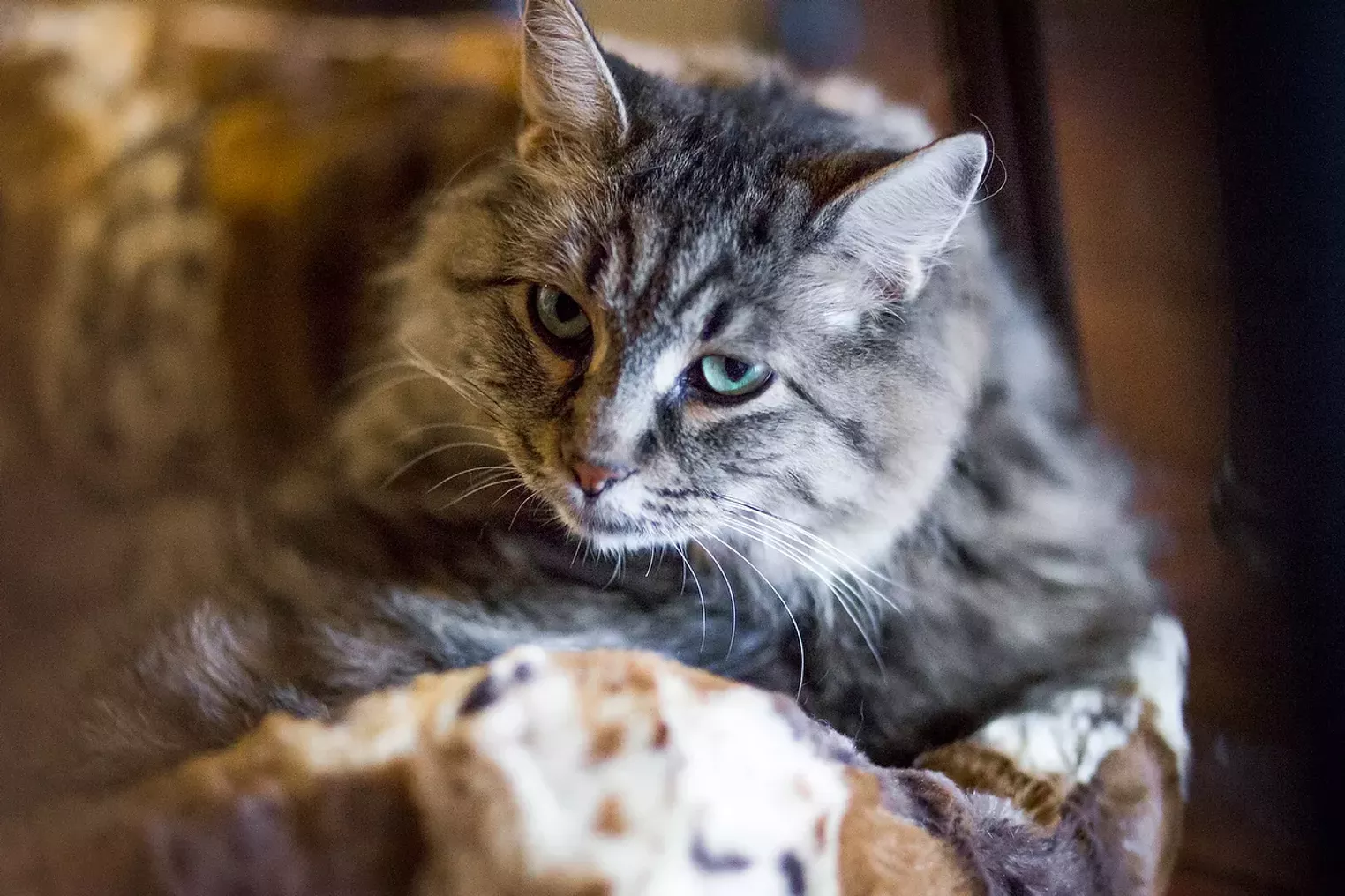 Meet the Felines of Colorado's First Cat Cafe | Denver | Denver ...