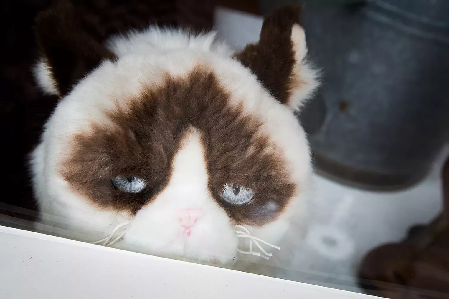 Meet the Felines of Colorado's First Cat Cafe | Denver | Denver ...