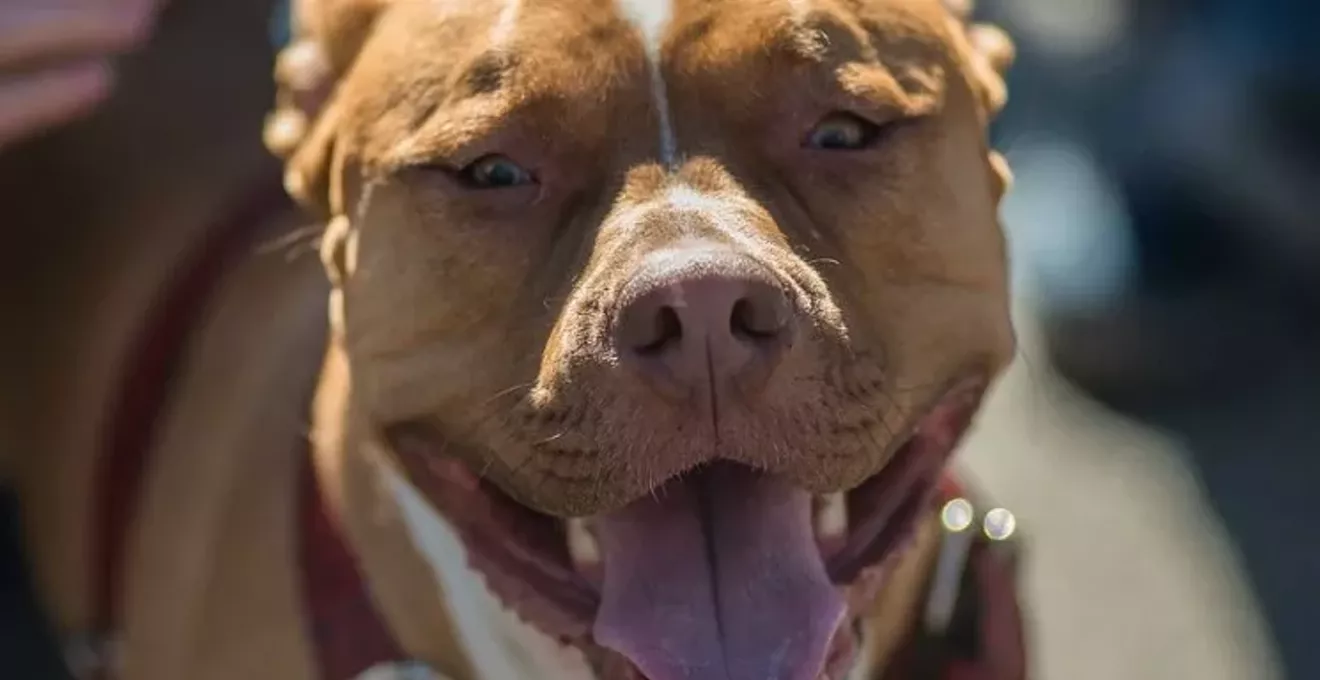 Denver's Pit Bull Ban Up for Vote February 24; Readers Already Barking ...