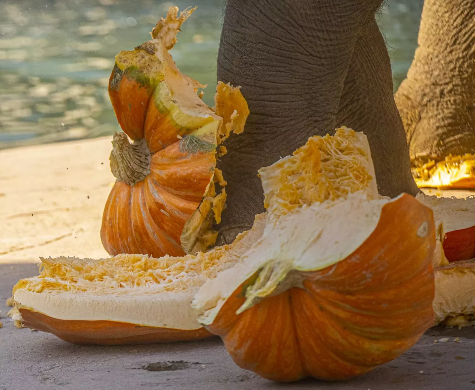 Photos: Elephants Squash Pumpkins to Help Foot Denver Zoo's Grocery ...