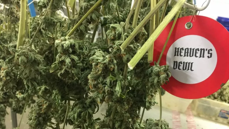 Colorado Marijuana Dispensary Terrapin Care Station Offers Discount If ...