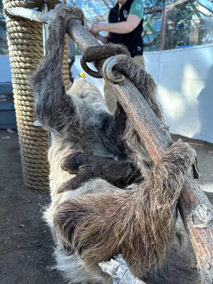 Meet the Denver Zoo’s Baby Sloth | Westword