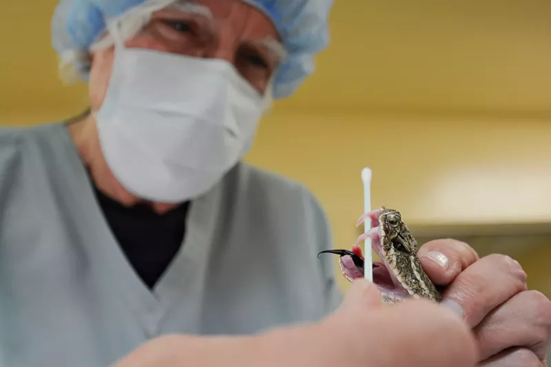 Rattlesnake Venom May Help Treat Cancer | Westword