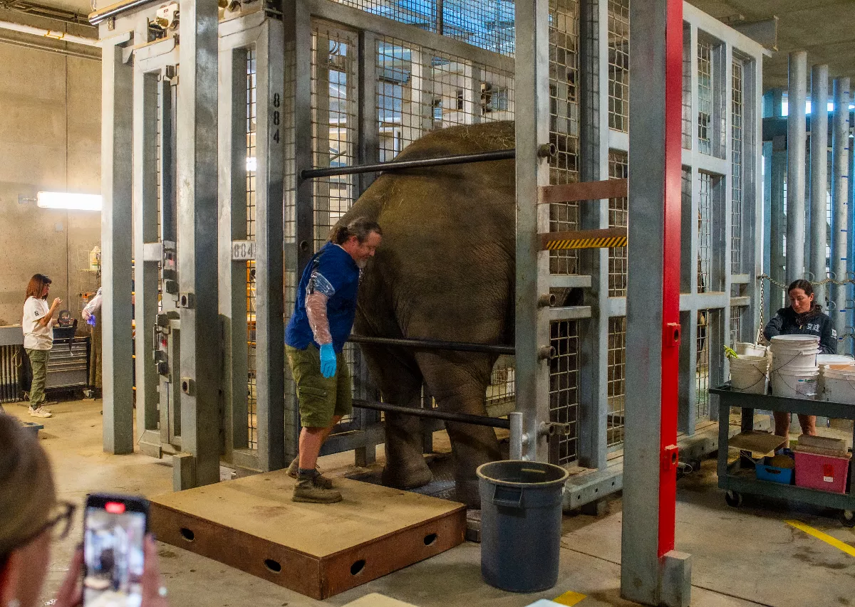 Denver Zoo's Semen-Collecting Effort Results in Elephant Pregnancy ...