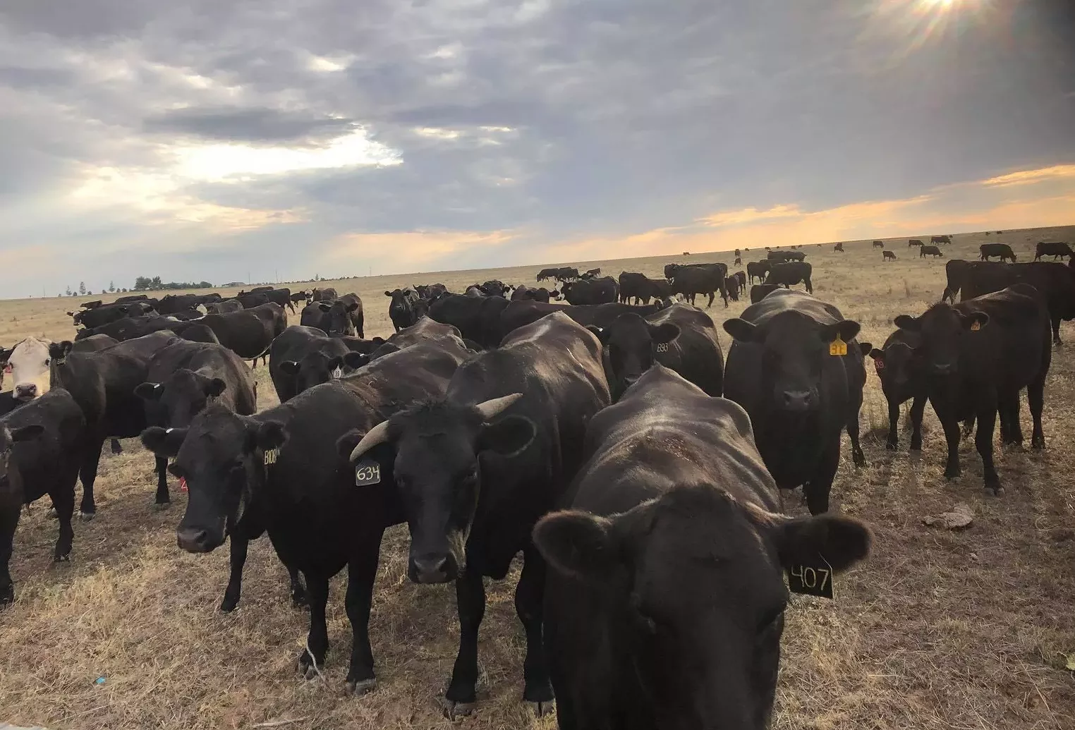 Former Denver City Planner Raises Grass Fed Beef At The Flying B Bar