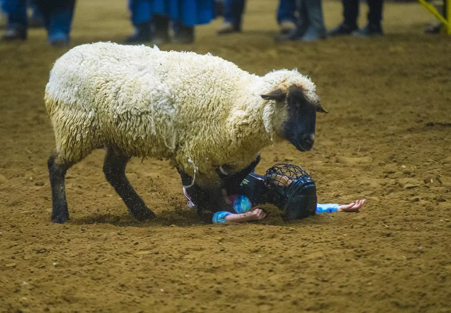 Mutton Bustin' at National Western Stock Show | Westword