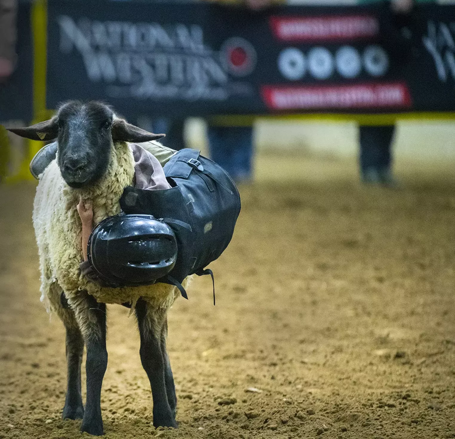 Mutton Bustin' at National Western Stock Show | Westword