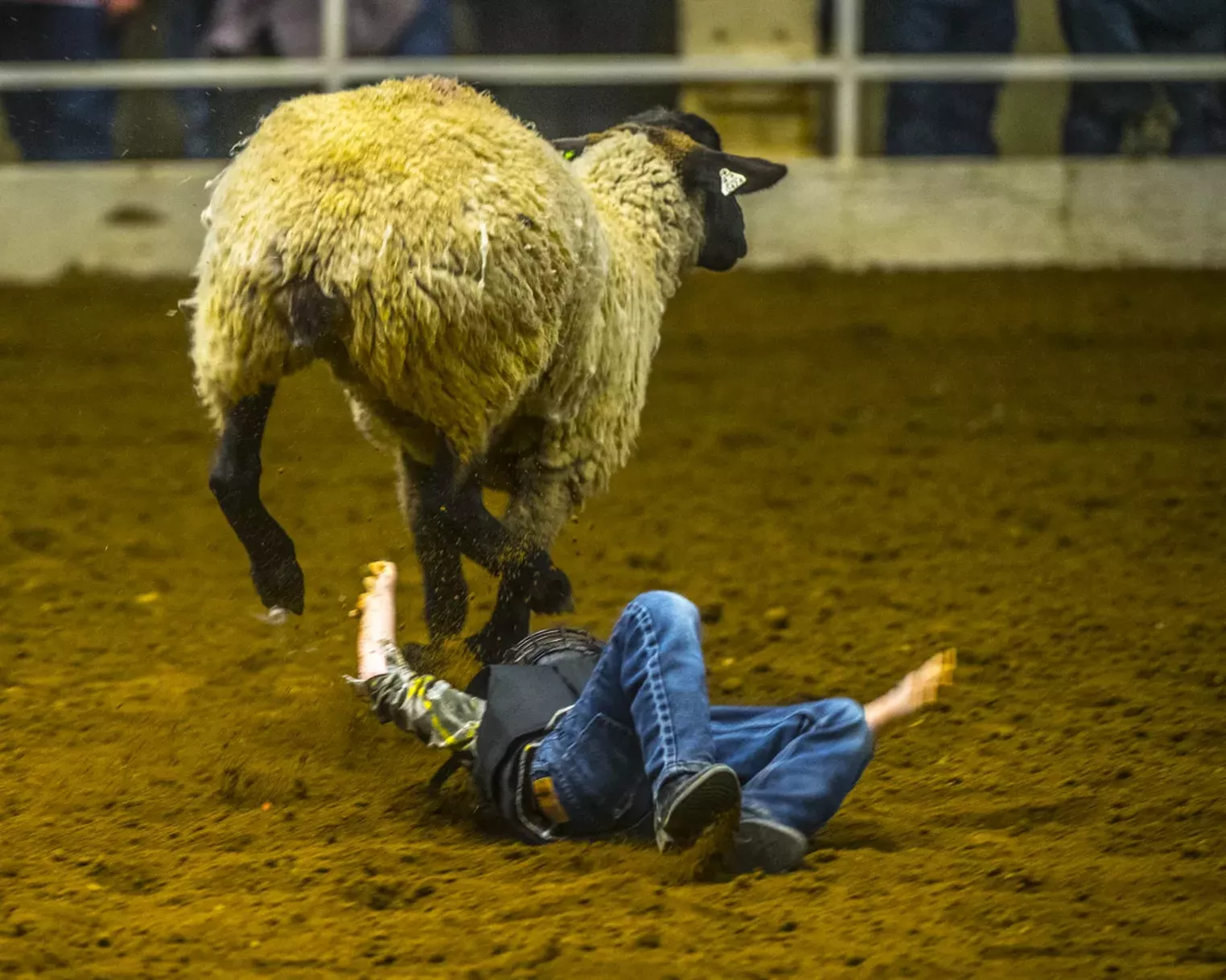 Mutton Bustin' at National Western Stock Show | Westword