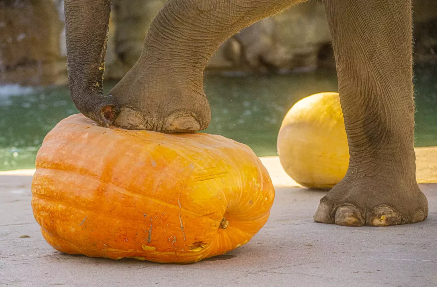 Photos: Elephants Squash Pumpkins to Help Foot Denver Zoo's Grocery ...