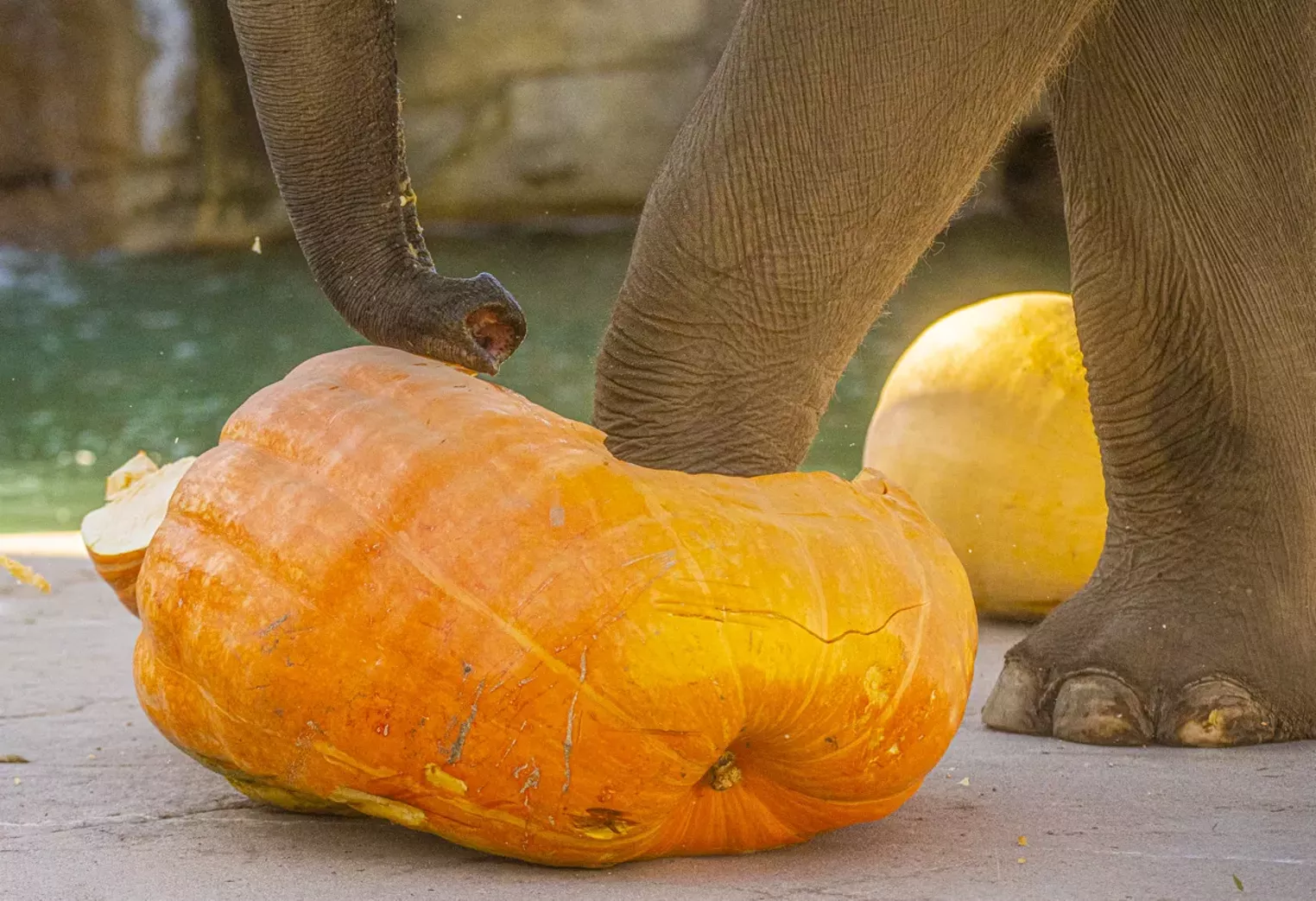 Photos: Elephants Squash Pumpkins to Help Foot Denver Zoo's Grocery ...