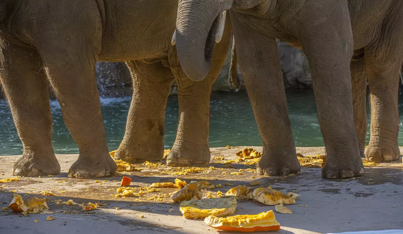 Photos: Elephants Squash Pumpkins to Help Foot Denver Zoo's Grocery ...