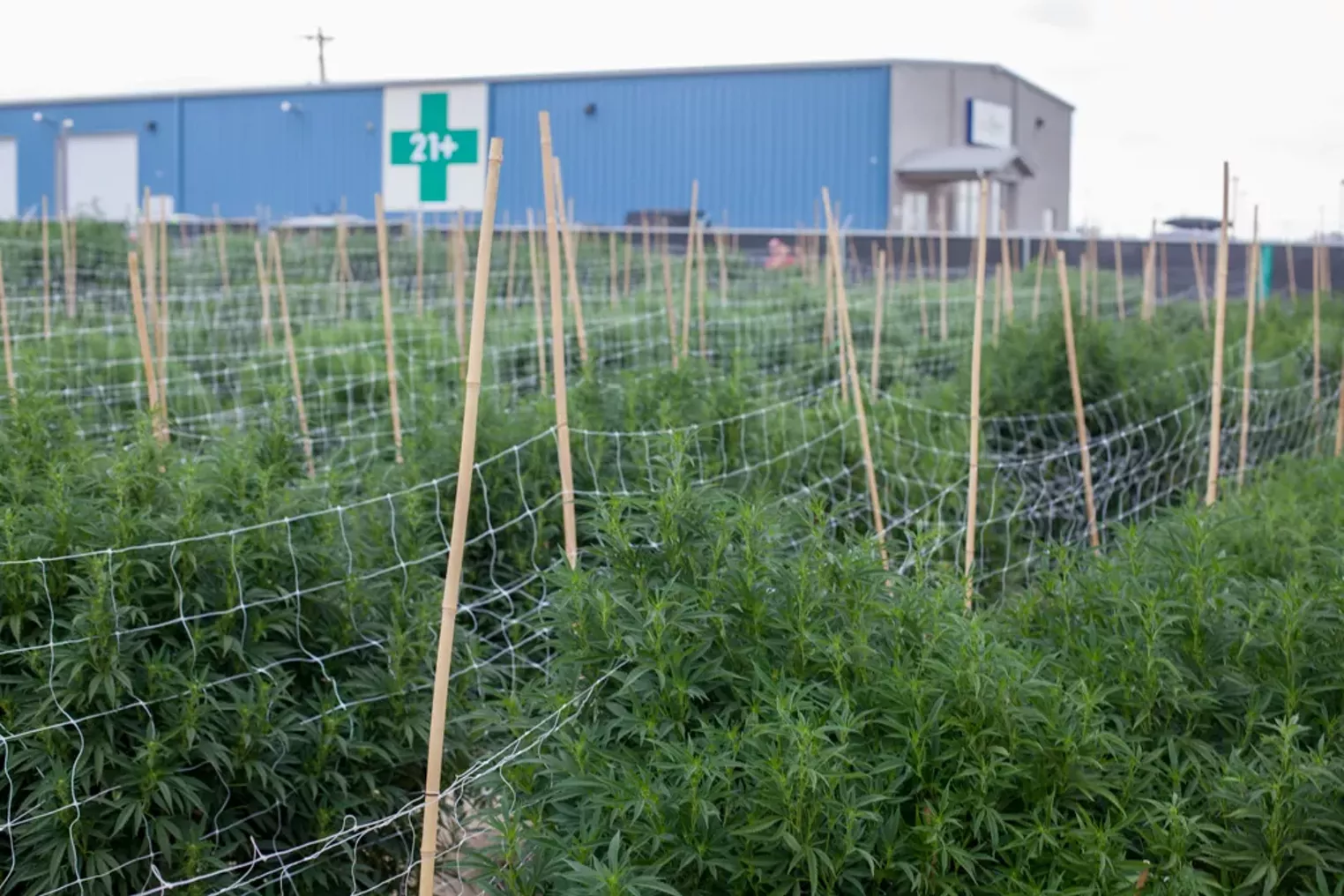 Walking Among the Weeds at a Pueblo Pot Farm | Denver | Denver Westword ...